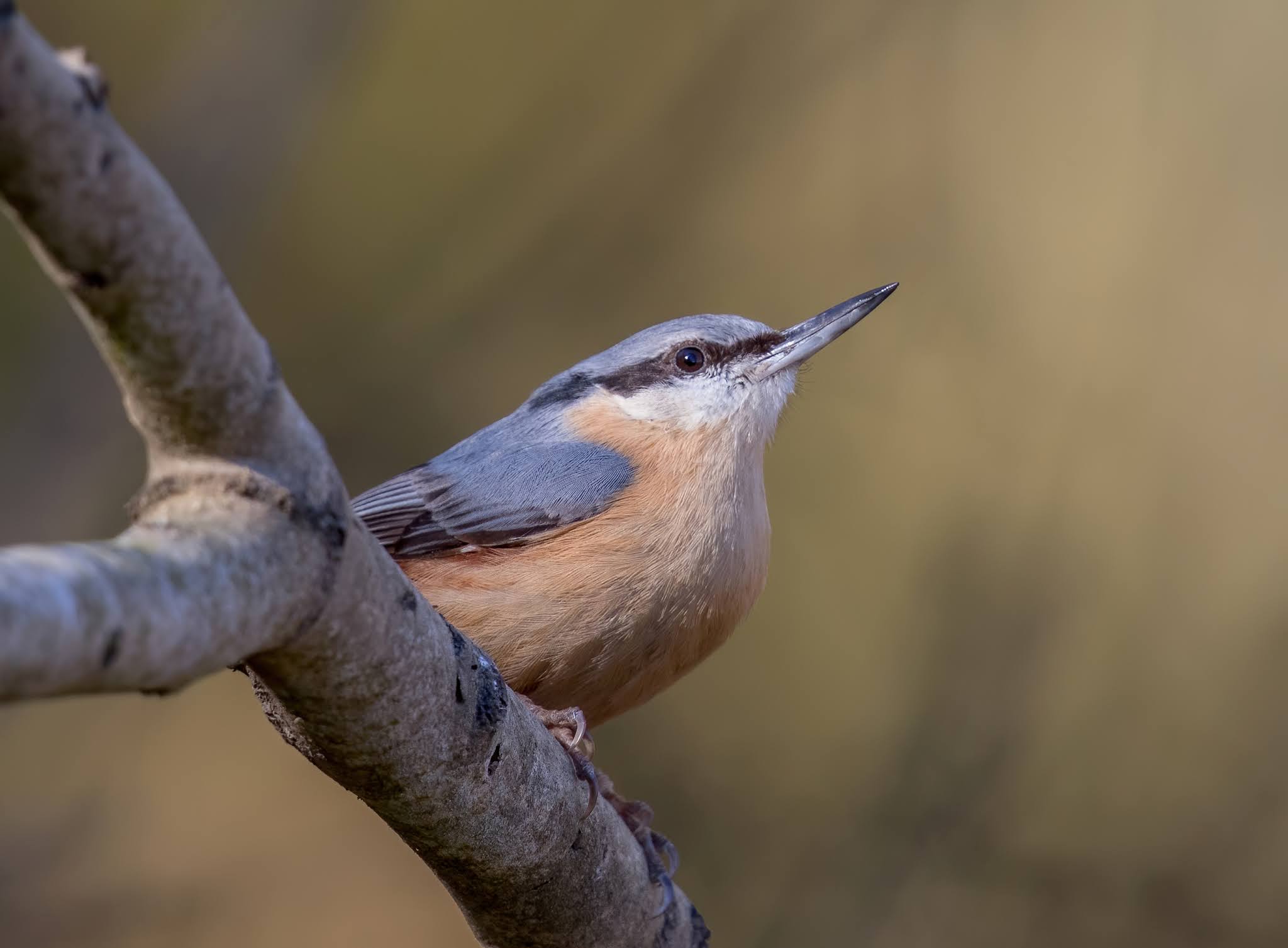 Northamptonshire Birding: Early spring spoils