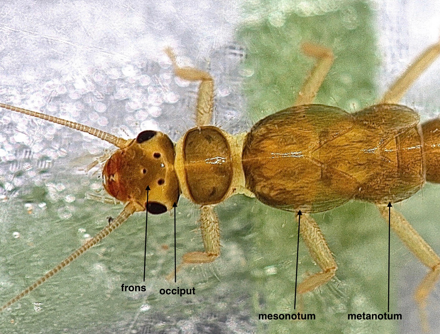 Aquatic Insects of Central Virginia: Our "Green Stoneflies ...