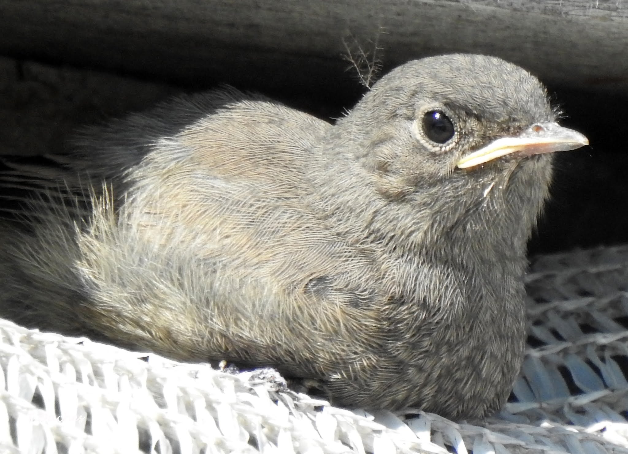 PASARI DIN ROMANIA: CODROS DE MUNTE (1), Phoenicurus ochruros