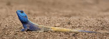 Acanthocerus atricollis |Renaissance in the Bushveld