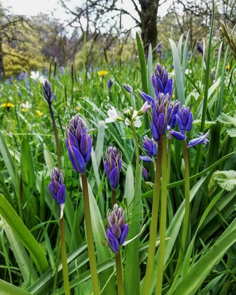 c o u n t r y r a b b i t: Easter Apple blossom & bluebells
