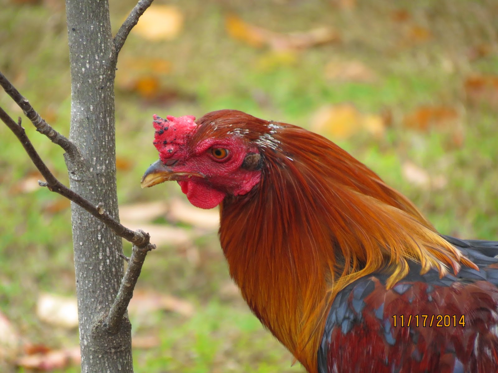 Animals In the Shadows: Commando