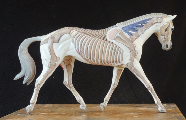 Sandy Scott Art: #618 In the studio: Bone structure and musculature of ...