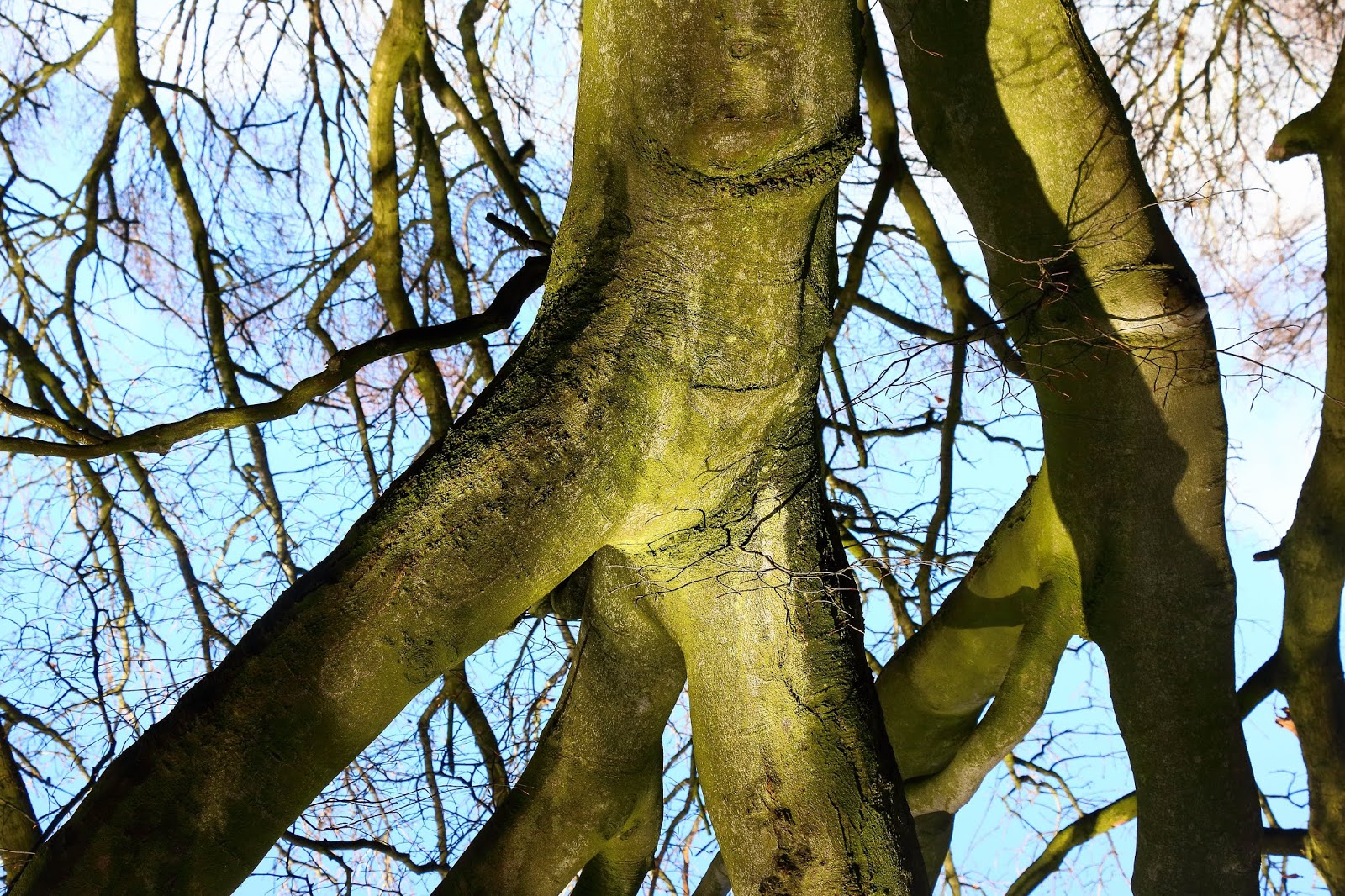 Dungeon Wood Changing How You See Trees Again dungeon-wood-changing-how-you-see-trees-again