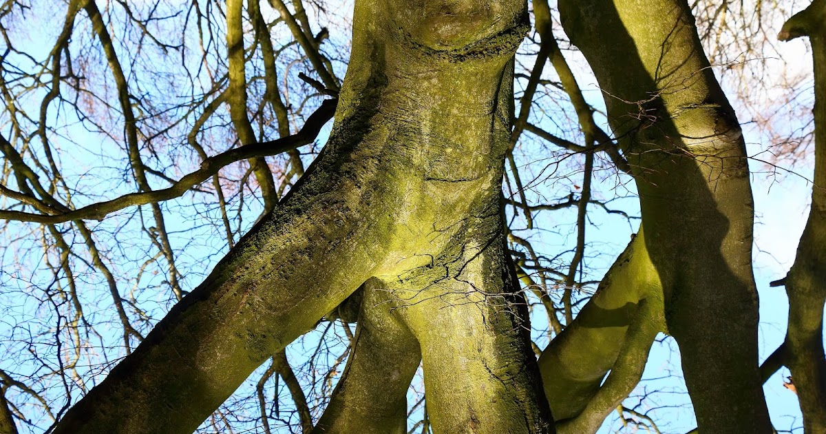 Dungeon Wood Changing How You See Trees Again Dungeon Wood Changing How You See Trees Again
