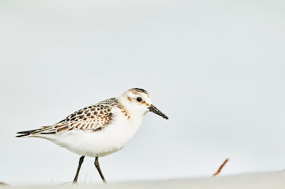 Birdwatching In Miri, Sarawak