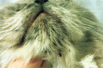 Chin Crud vs. Feline Acne - Cats-Chat.com