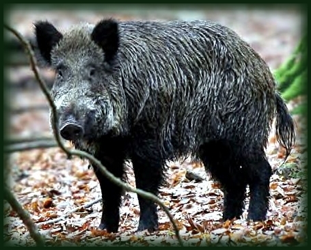 THE GUILLET'S - fun in Heidi land: SANGLIER