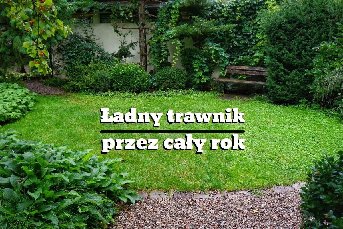 Ładny trawnik przez cały rok | BEZ OGRÓDEK | blog ogrodniczy