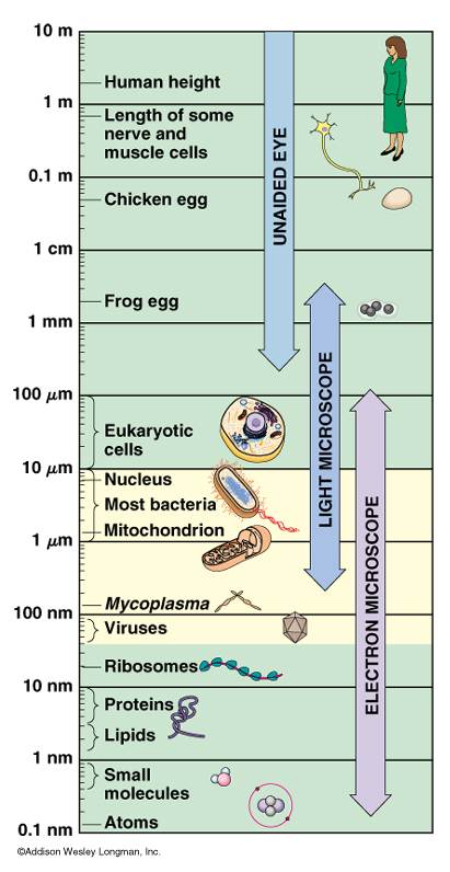 Journey To Optical Light Microscopy