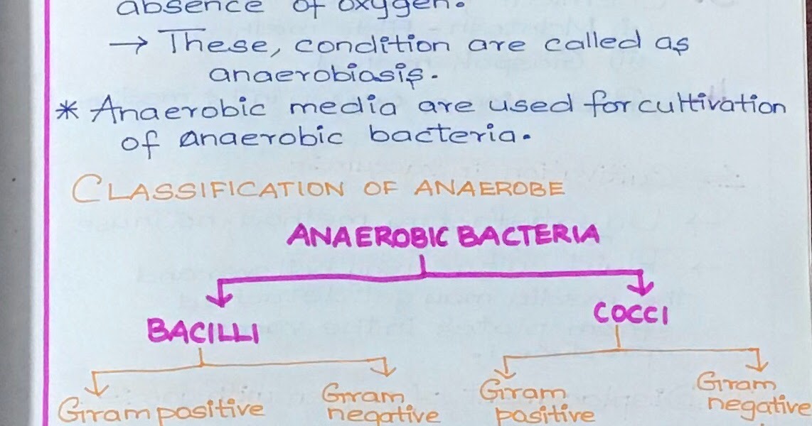 Classification Of Anaerobic Bacteria