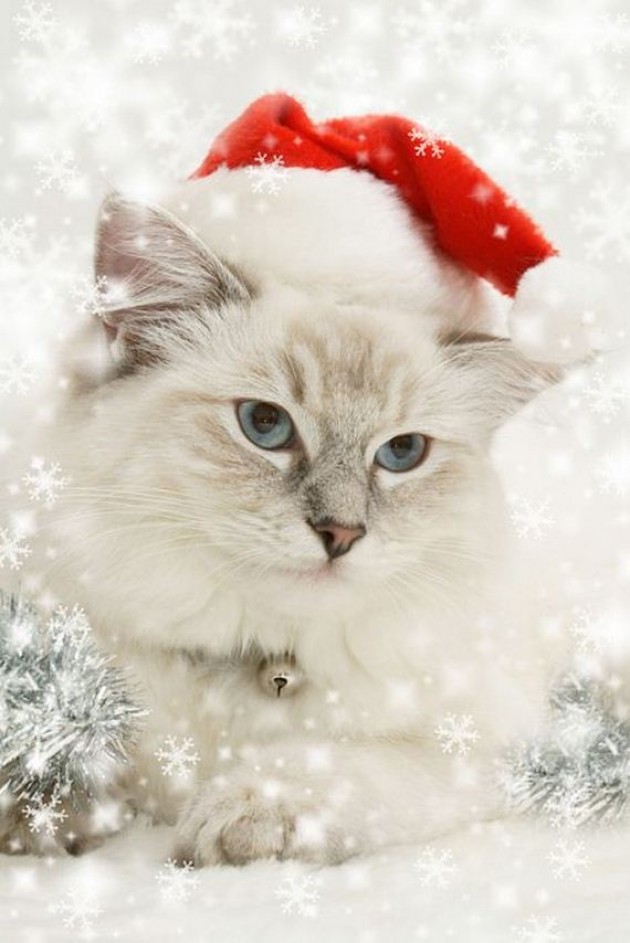 Cute&Cool Pets 4U: Santa Cat Pictures