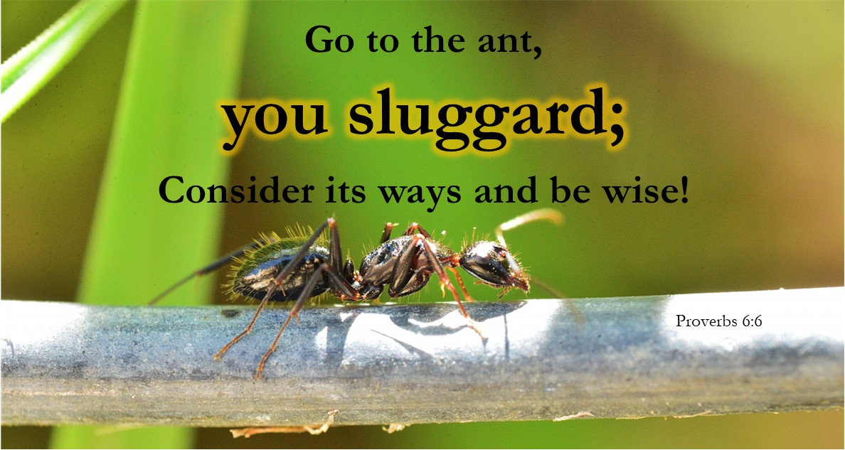 Examining My Inner Sluggard | The Wisdom of Ants