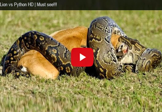 Happy to Watch: Lion vs Python
