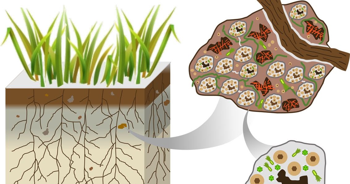 Le blog d'Albert Amgar: Communautés microbiennes dans les agrégats du ...