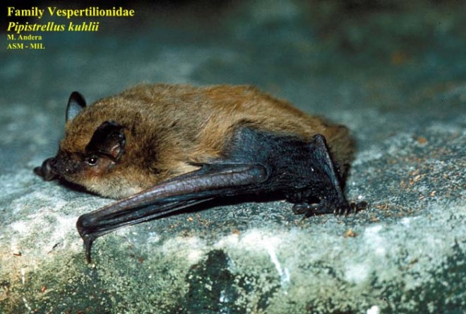 Bats are not bugs: What is a bat? Isn't it just a flying a rat?