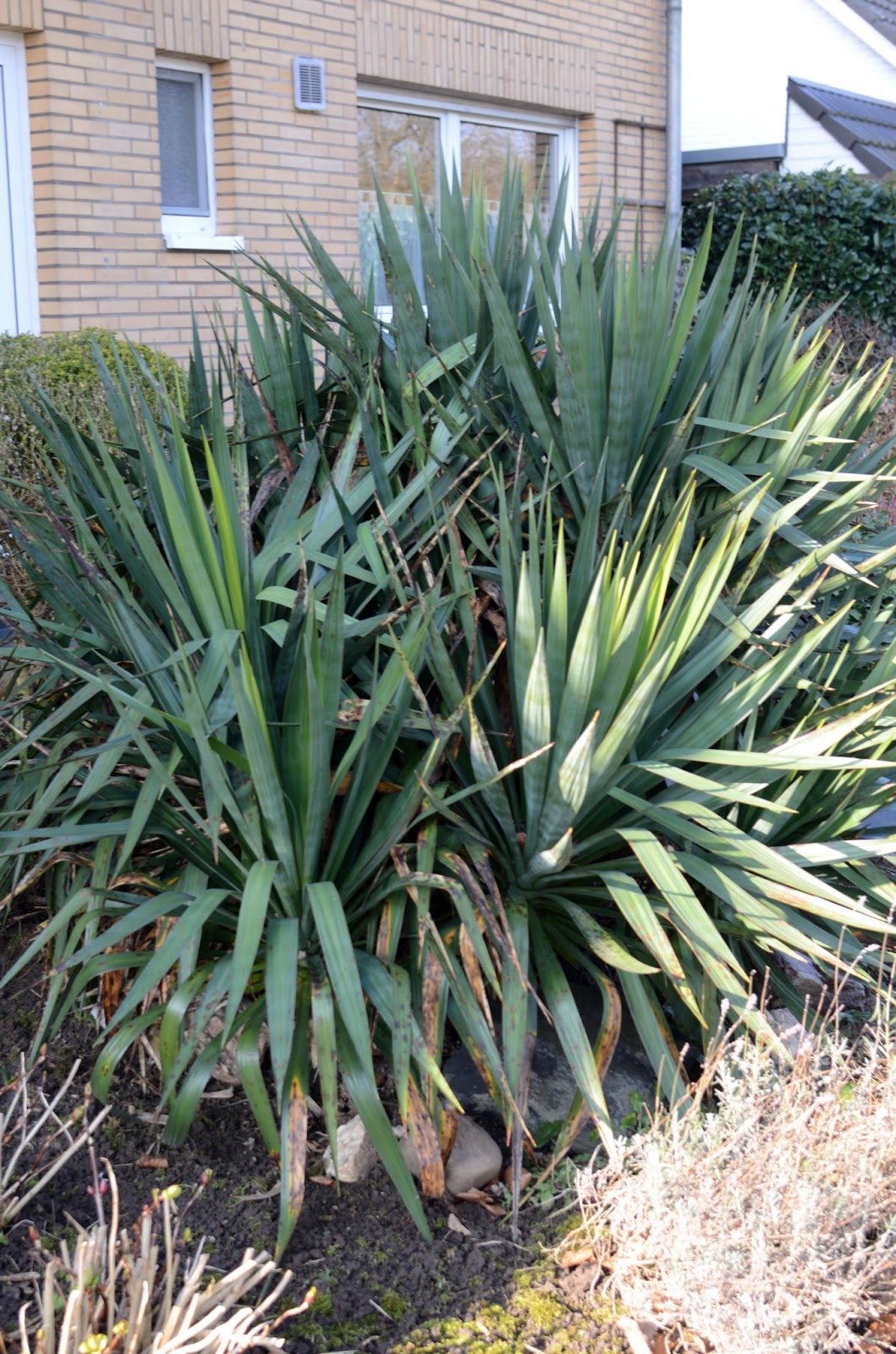 Yucca gloriosa - winterharte Yucca