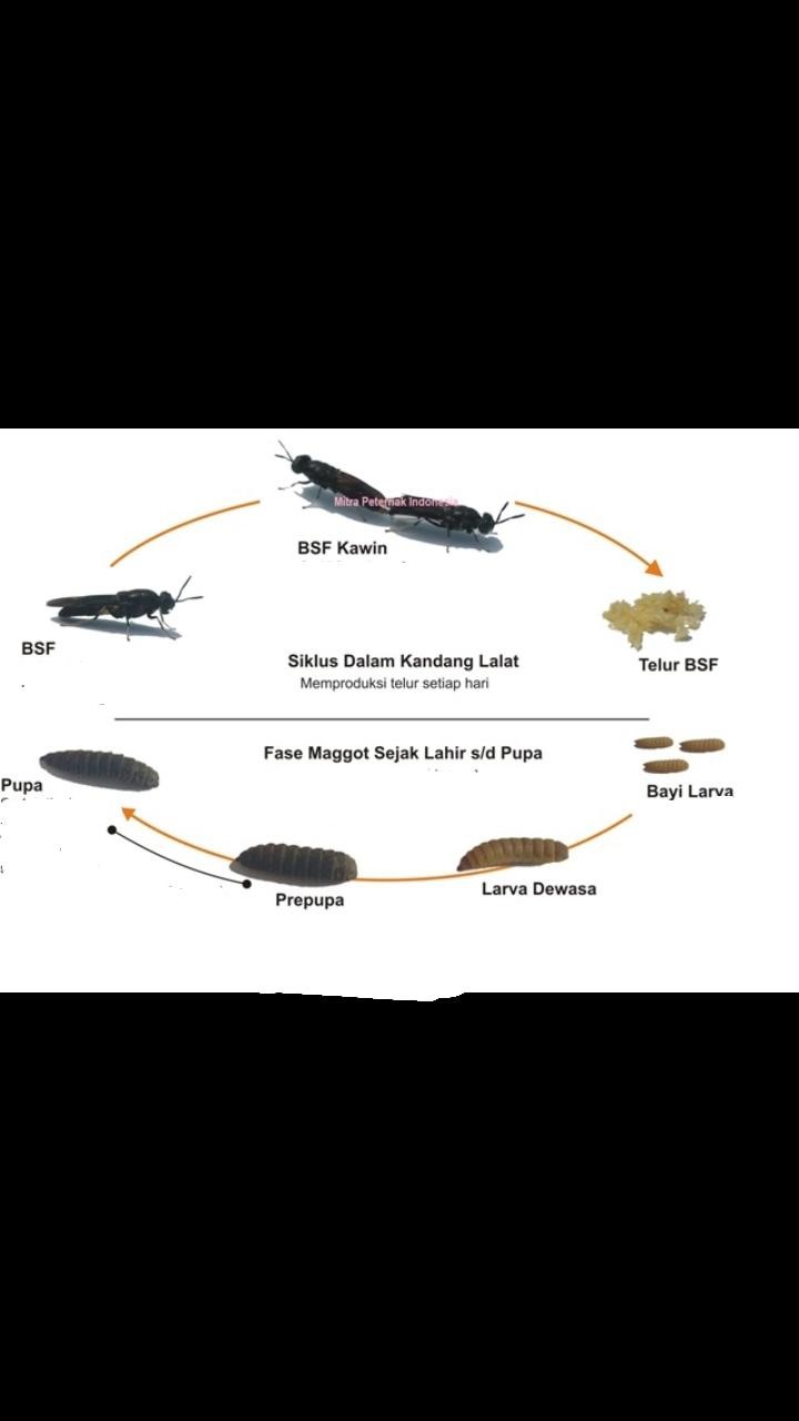 Bincang Tentang Maggot Serta Manfaat Maggot Yang Jarang Orang Ketahui