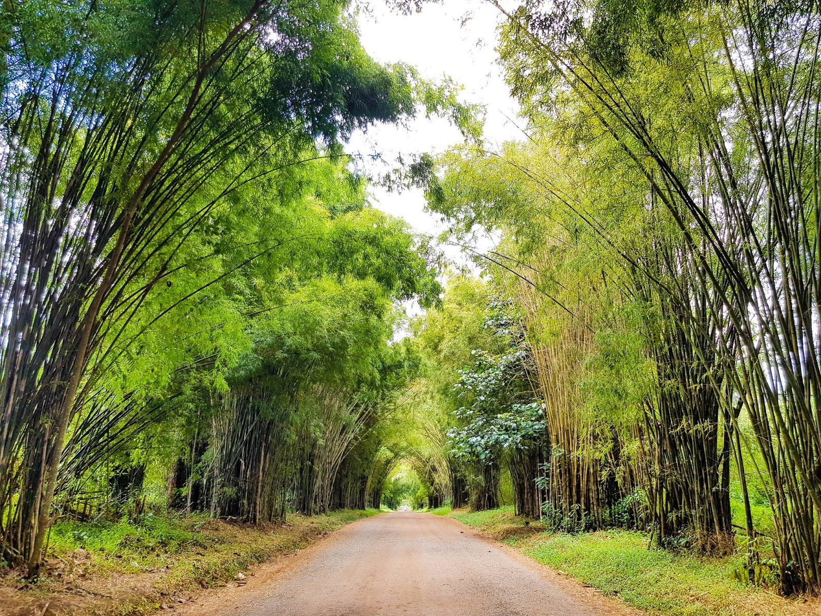 B.N. Farm and The Front – Strolling Across the Cosmos Field For a ...