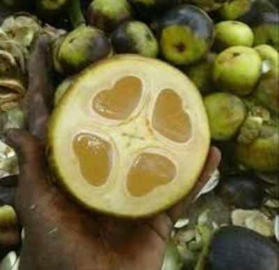 Health Benefits Of Palm Tree Fruit In Summer