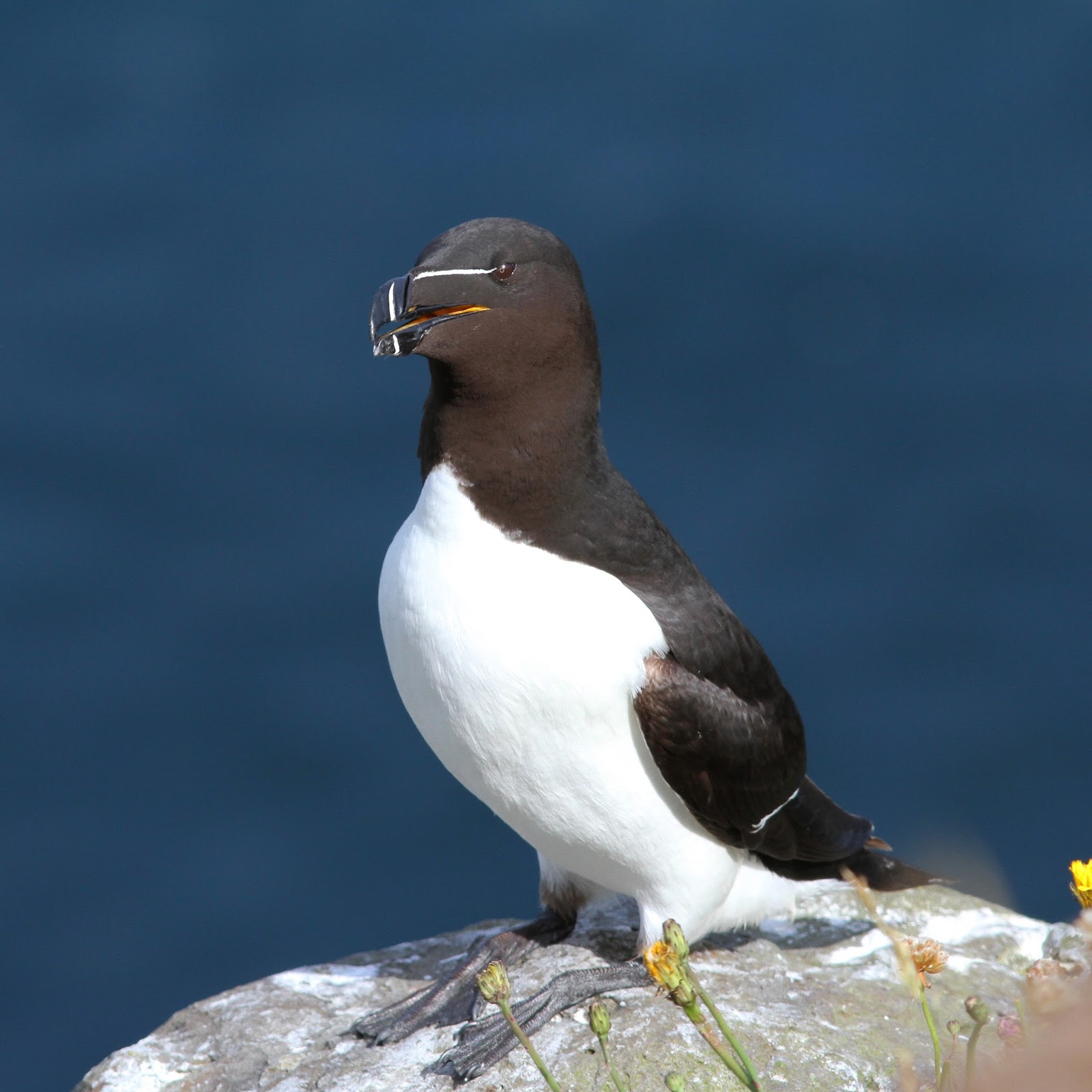 TrogTrogBlog: Bird of the week - Razorbill