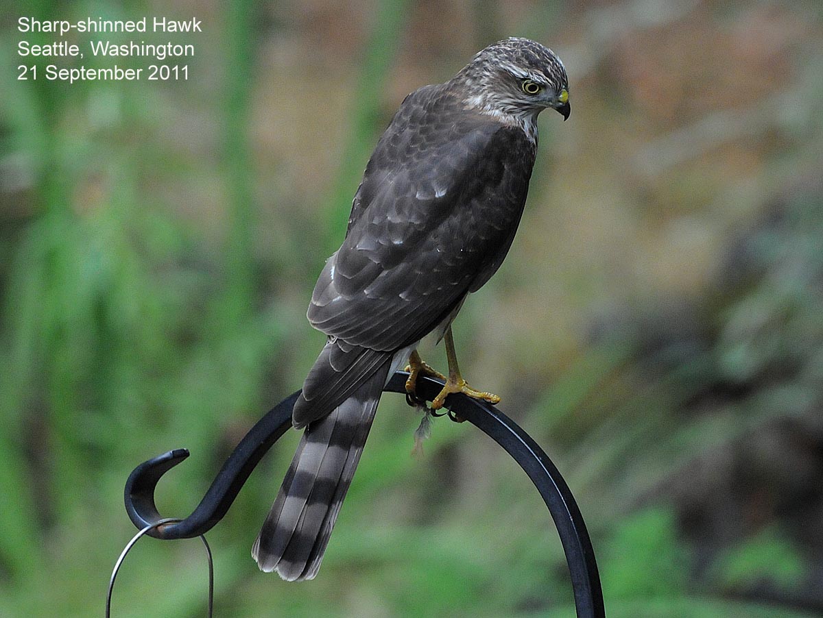 Northwest Nature Notes: RAPTORS IN THE CITY