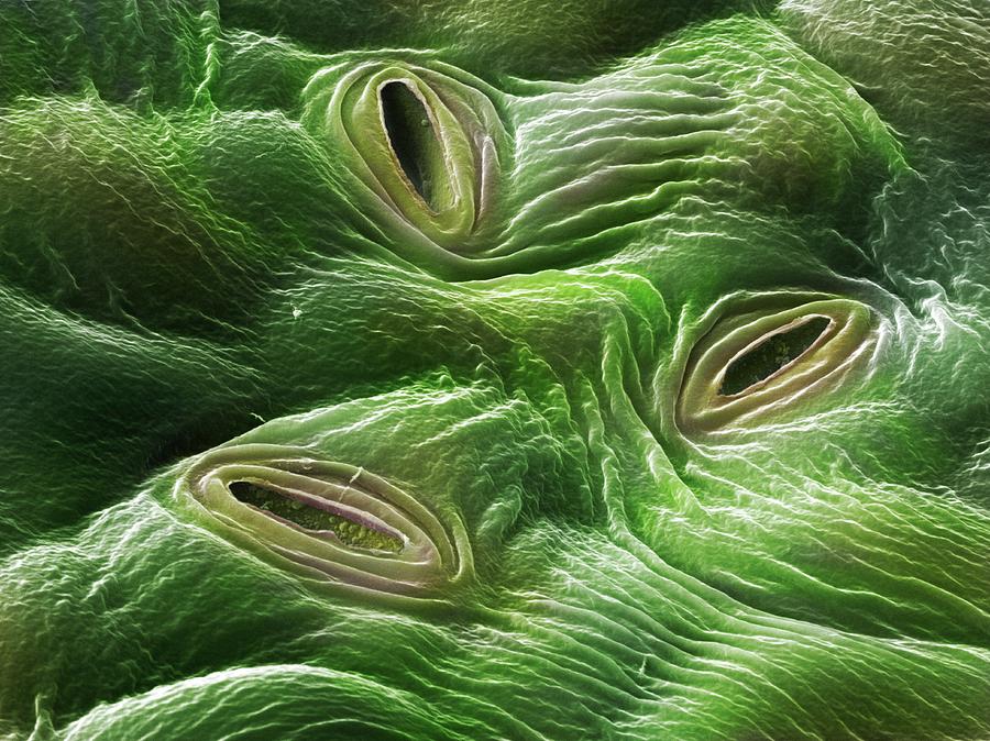 Morfología y arboricultura: Los estomas de las hojas.-