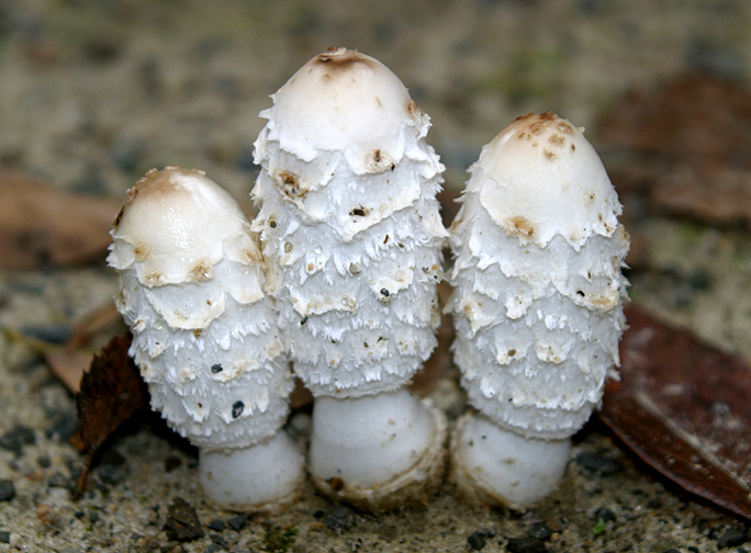 Setas y hongos: Coprinus comatus - Barbuda