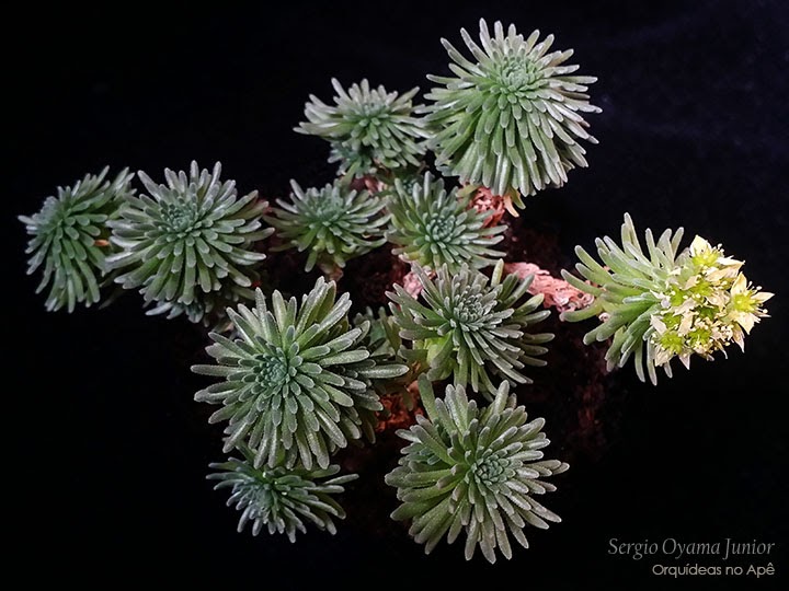 Orquídeas no Apê: Suculenta Sedum multiceps