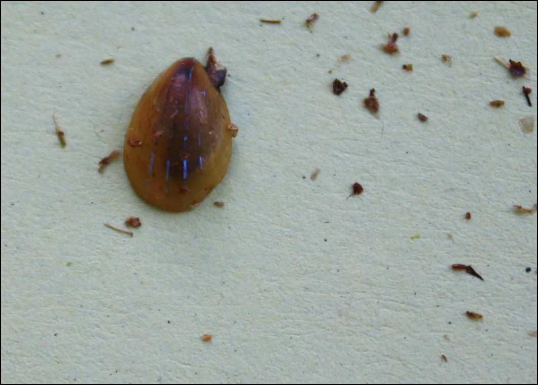 Islay Natural History Trust: Blue Rayed Limpet (Patella pellucida ...
