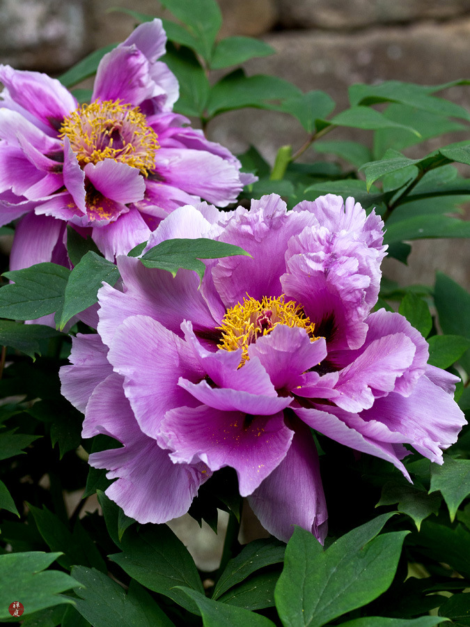 FROM THE GARDEN OF ZEN: Haru-botan (Paeonia suffruticosa) flowers in ...