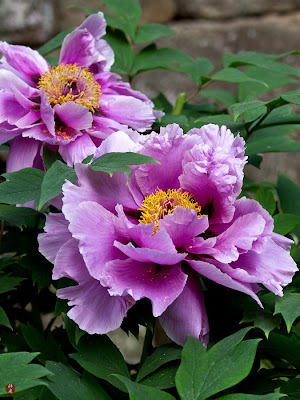 FROM THE GARDEN OF ZEN: Haru-botan (Paeonia suffruticosa) flowers in ...
