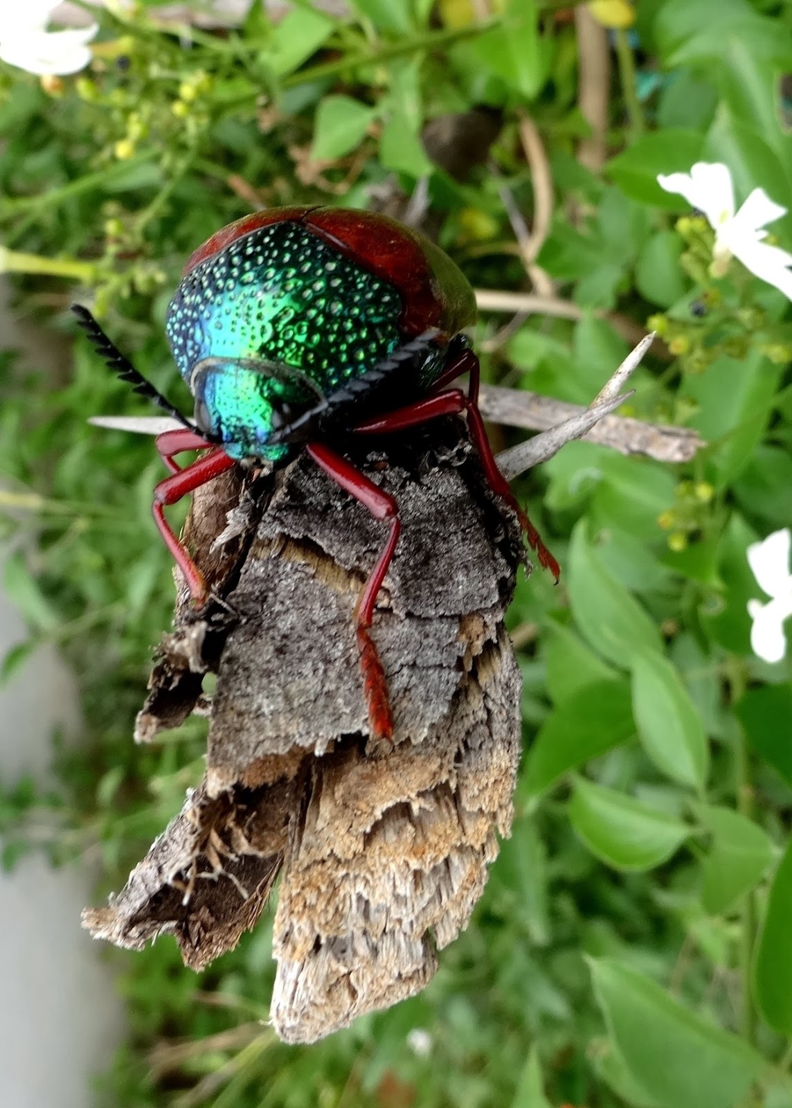 ashokism...: Ponn Vandu