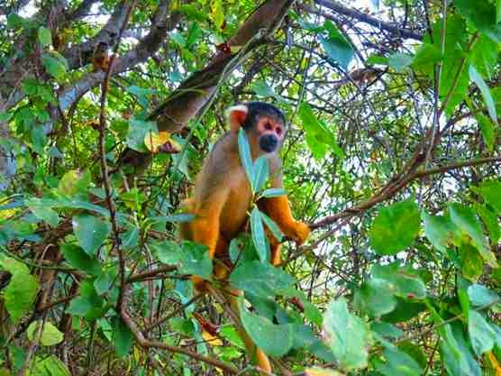 Lucky Tours and The Green Carrot: Wild Gibbons Spotting