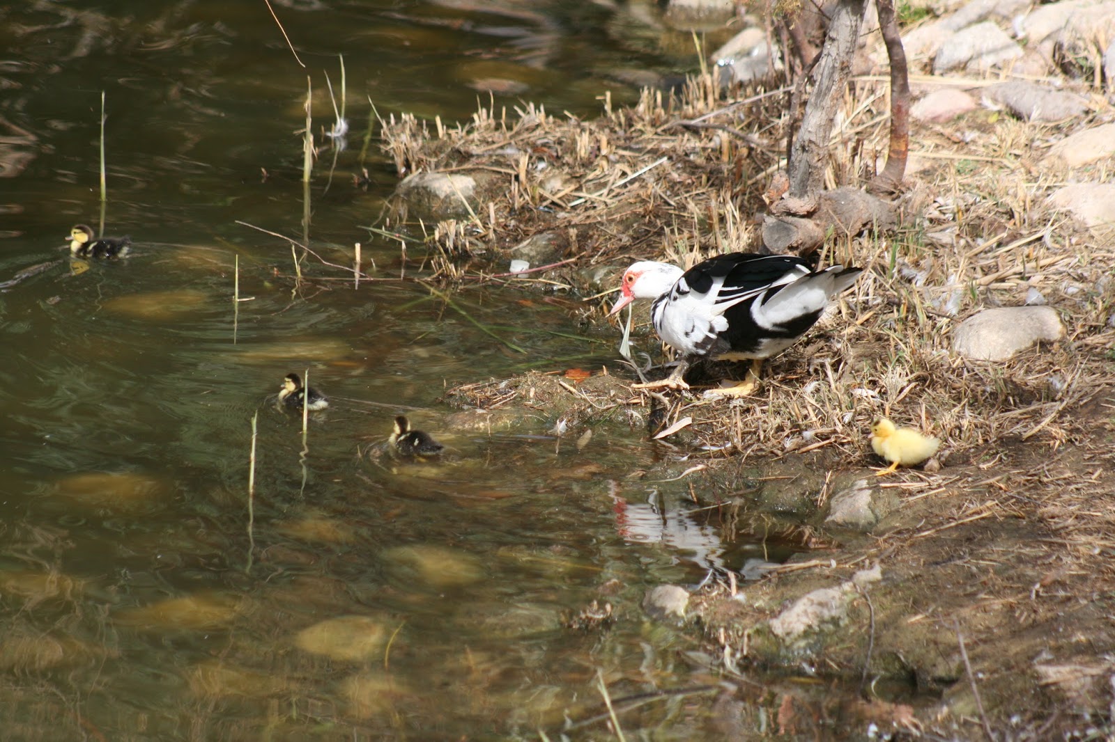 Pajaricos de Murcia: Cairina moschata - Pato criollo