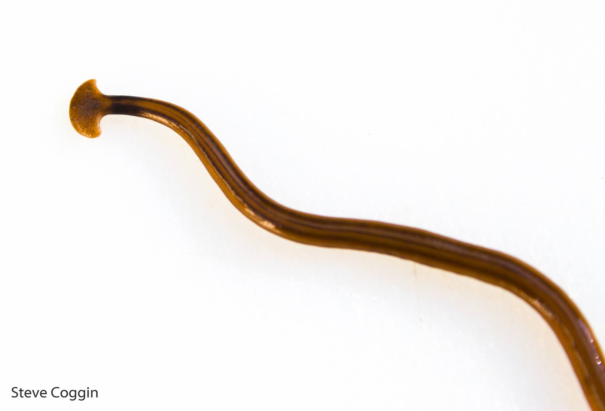 The Incompleat Naturalist: Weird Worms