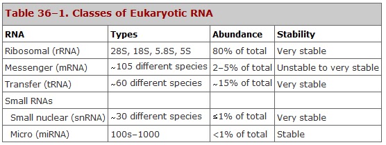 Biochemistry Class notes: RNA Metabolism : Basics