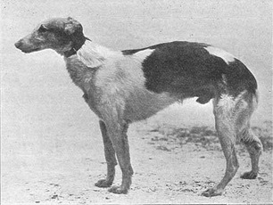 MorsoRosso: STORIA & STANDARD - BULL TERRIER