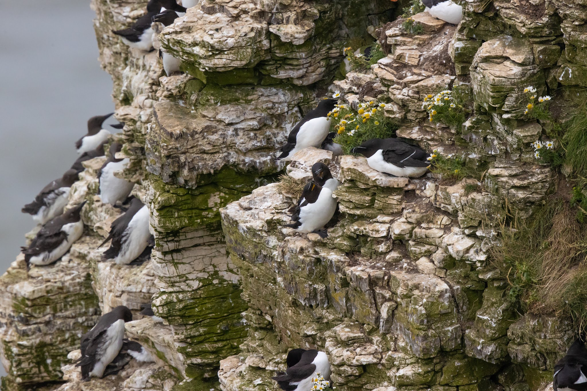 Albert the Albatross