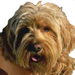 SARITA'S ADVENTURES: THE FAMOUS FIVE