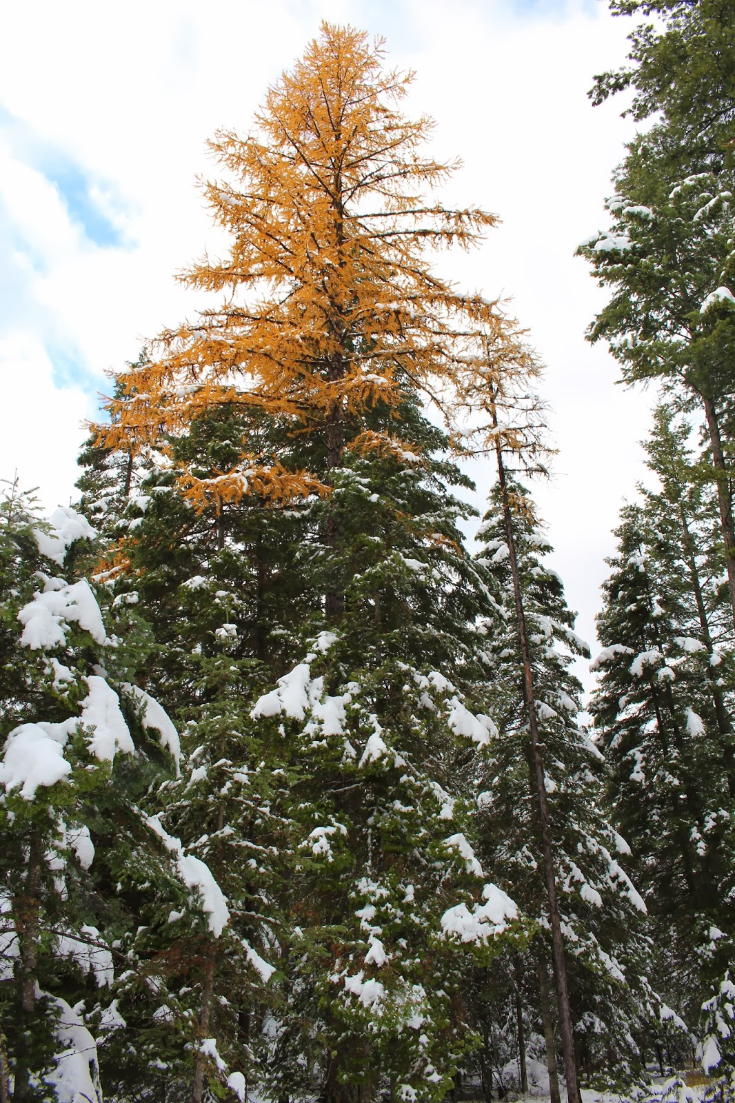 Clan of the Mountaindreamers: November 2013