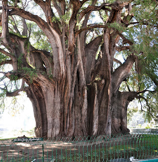 Curiosidades del Mundo: Árbol del Tule, México: El árbol más ancho del ...