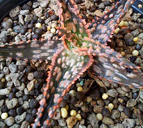 Thaisucculents: Aloe cv. Fossilized
