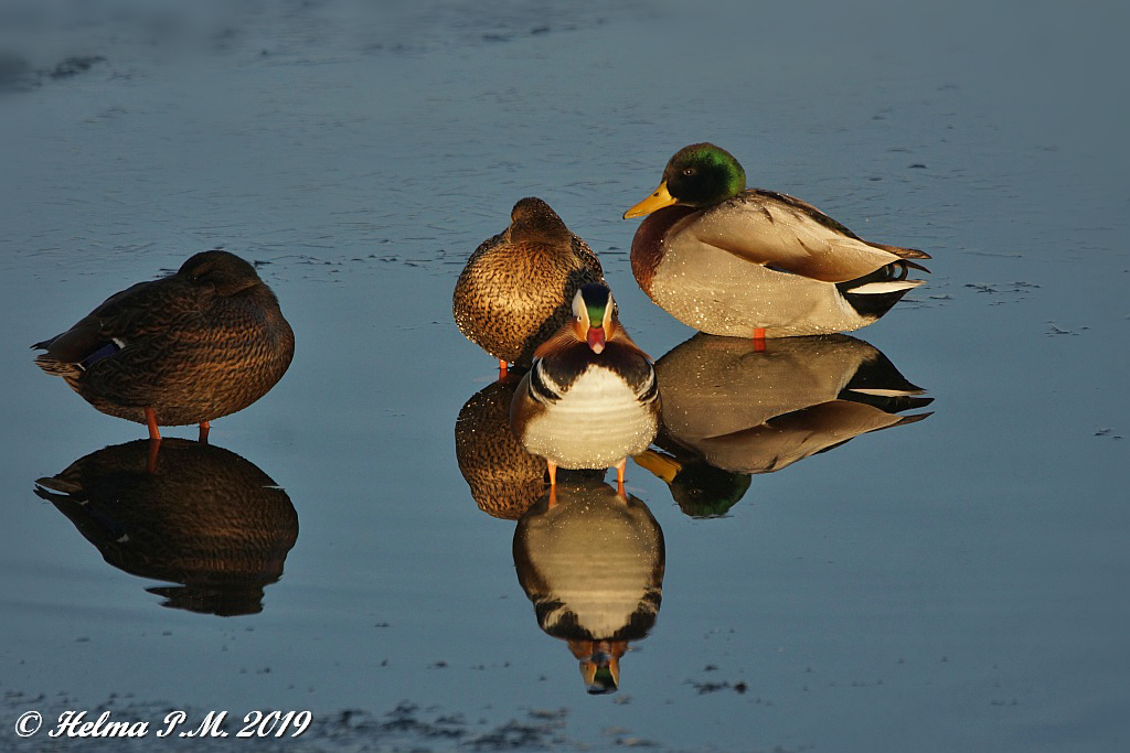 Helma's natuurfoto's: Mandarijneend - Aix galericulata..................