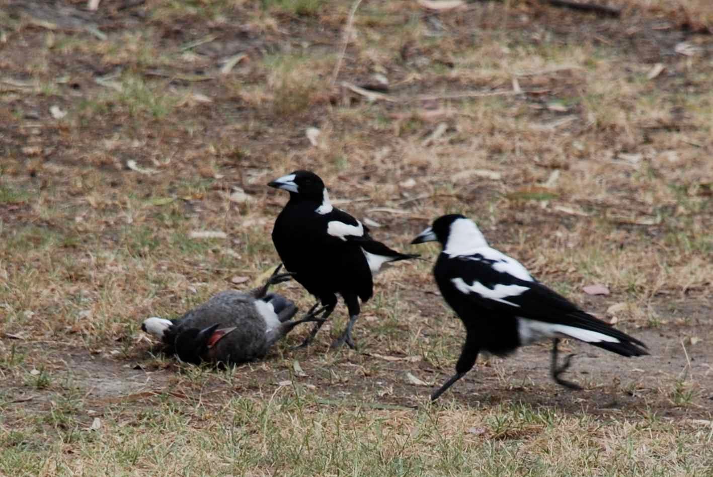 My dog : Australian magpie plays with a canine friend