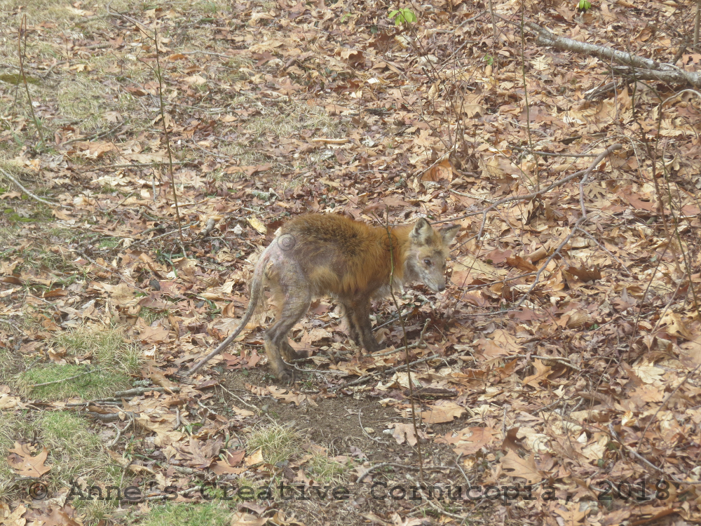 Anne's Creative Cornucopia: Red Fox with Sarcoptic mange and Alopecia ...