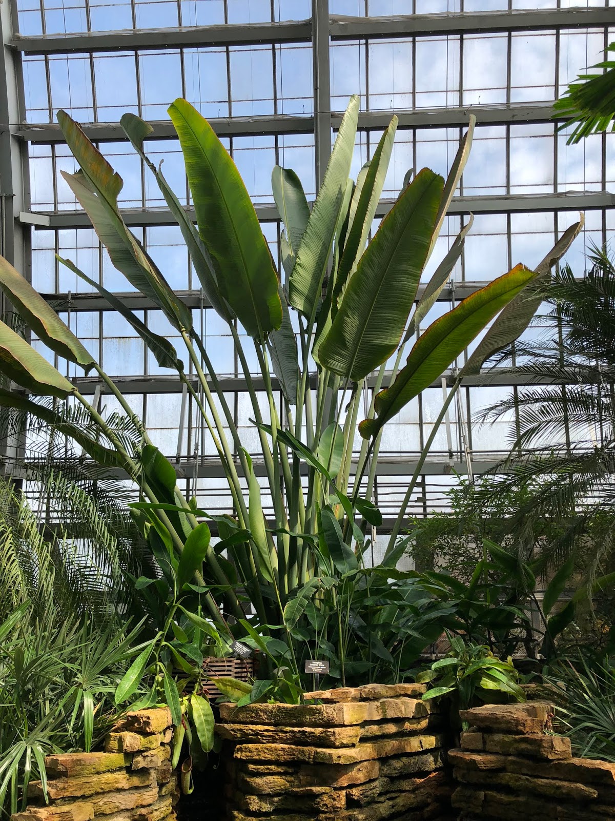 Vivero Growers Garden: A Tour of Garfield Park Conservatory, Chicago