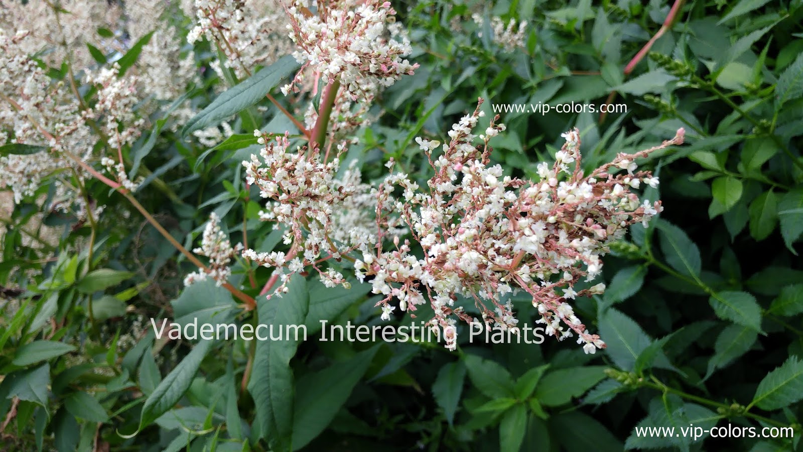 Vademecum Interesting Plants: Polygonum polymorphum - Persikaria ...