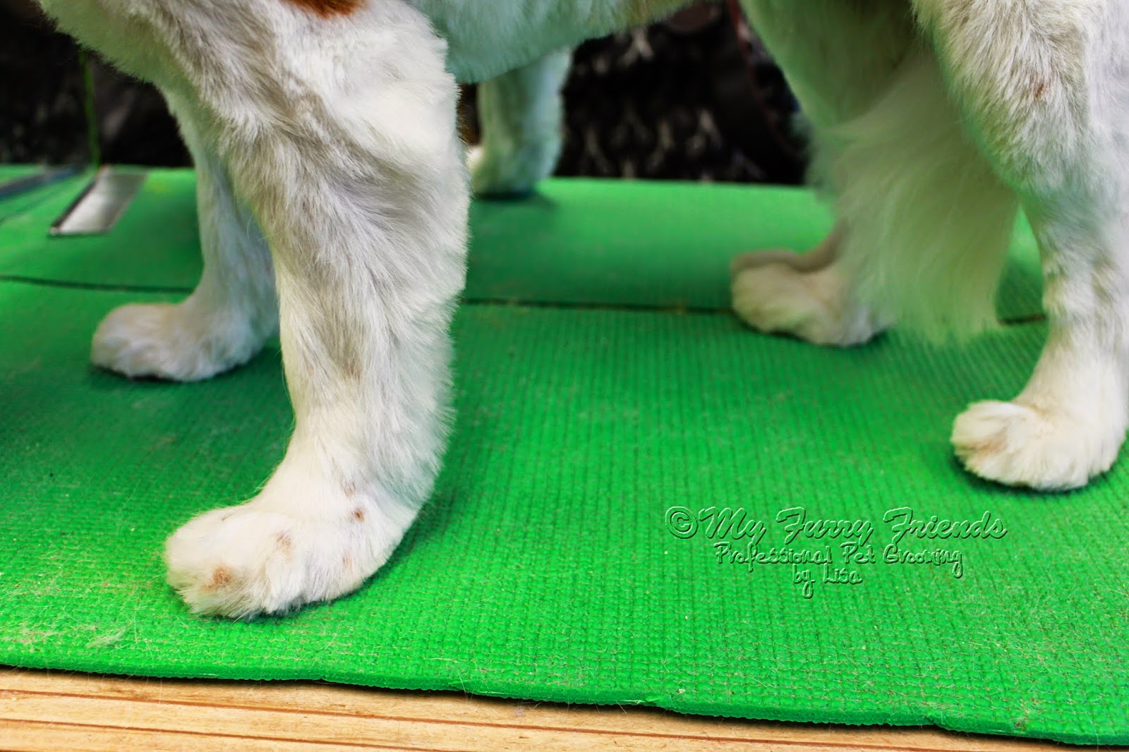 Pet Grooming: The Good, The Bad, & The Furry: Full Short Feet