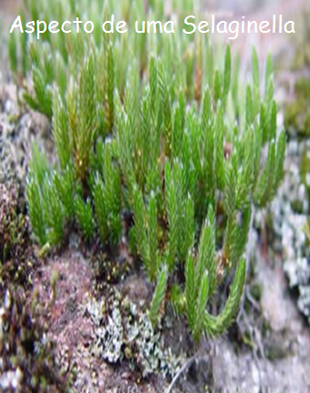 Biologia em Ação: Filo Lycophyta